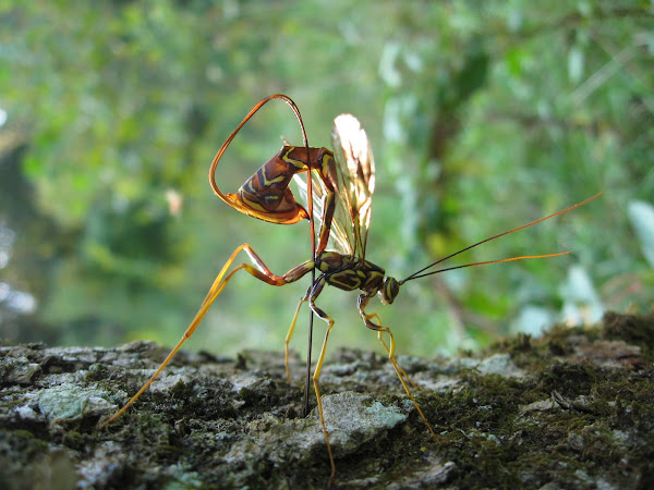 Long Tailed Giant Ichneumon Wasp Project Noah