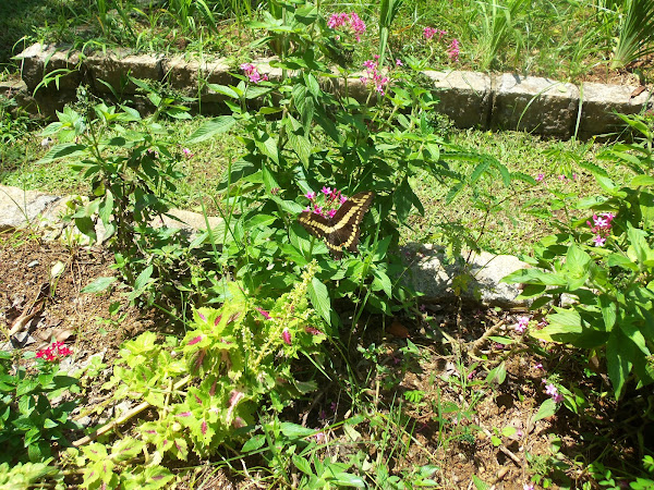 Thoas Swallowtail | Project Noah
