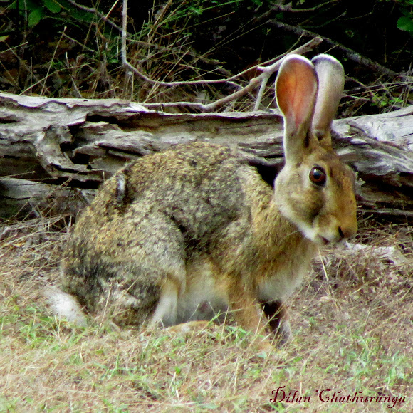 Black-naped hare. | Project Noah