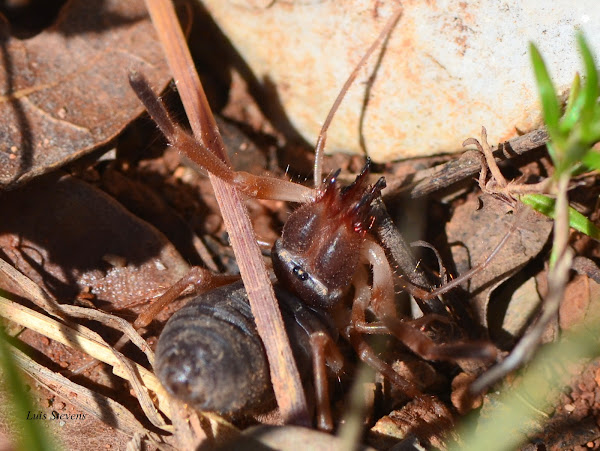 Wind scorpion | Project Noah