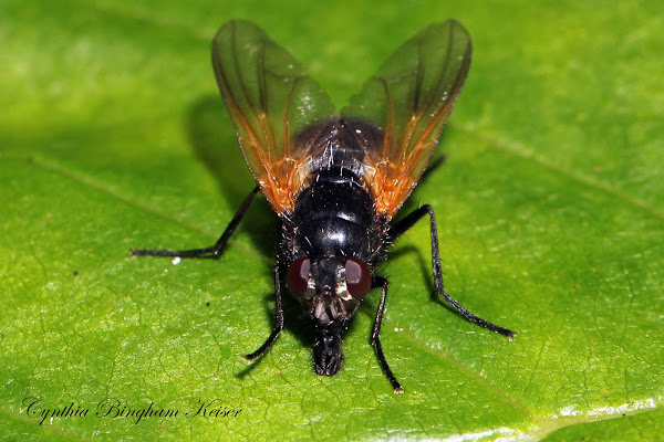 Muscid Fly | Project Noah