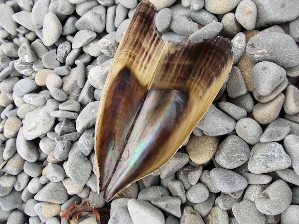 NZ horse mussel | Project Noah