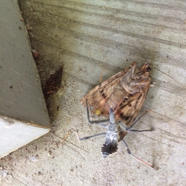 Wheel Bug | Project Noah