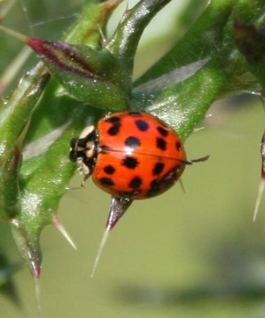 Asian Ladybug | Project Noah