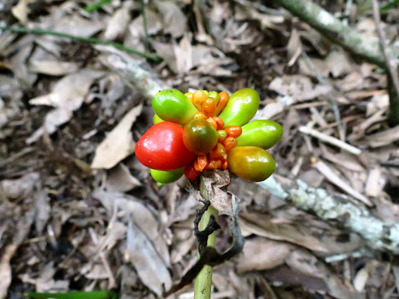 Jack-in-the-pulpit fruit | Project Noah