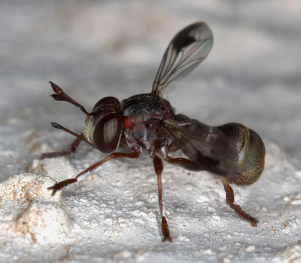 Big-headed Fly | Project Noah