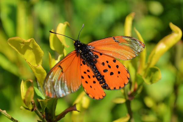 Garden Acraea | Project Noah