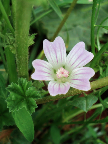 Common Mallow | Project Noah