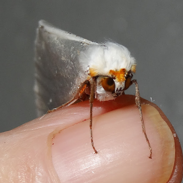 Thalaina selenaea (♀) | Project Noah