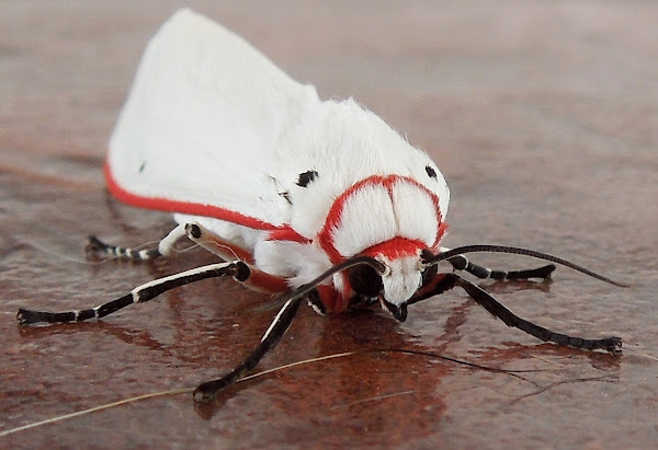 Red Costate Tiger Moth | Project Noah