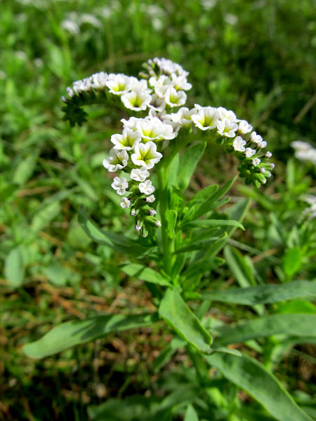 Salt Heliotrope | Project Noah