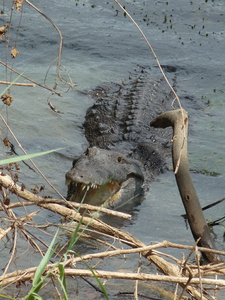 Crocodile | Project Noah