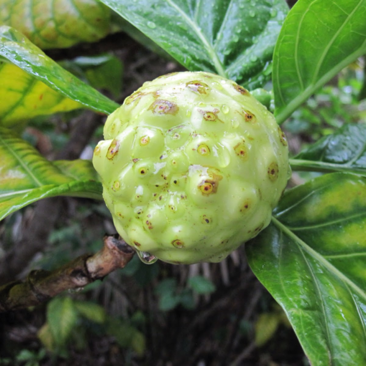 Noni tree fruit | Project Noah