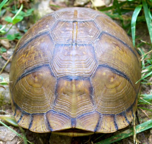Three-toed Box Turtle | Project Noah