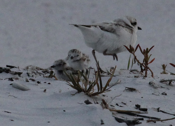 Snowy Plover & chicks | Project Noah