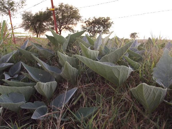 Buffalo Gourd | Project Noah
