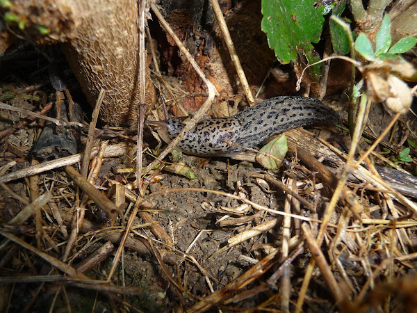 Great Grey Slug | Project Noah