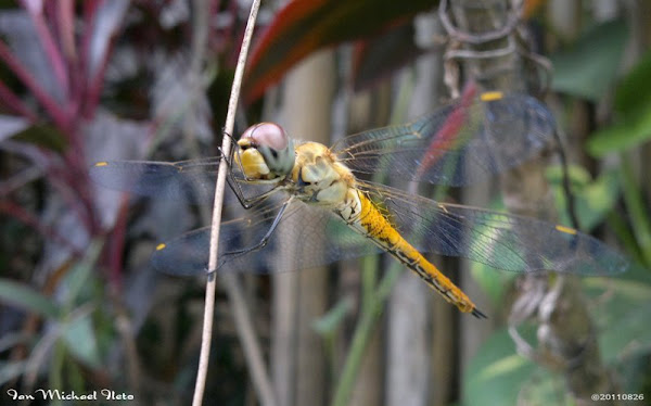 Globe Skimmer | Project Noah