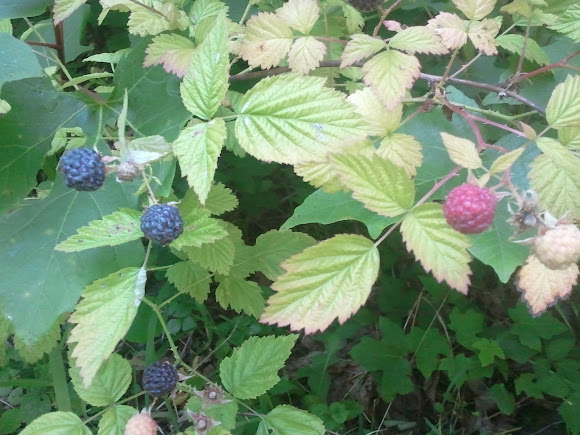 Pacific Blackberry | Project Noah