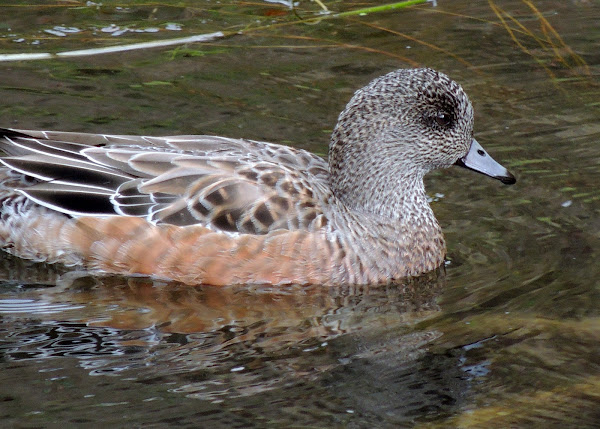 American wigeon (female) | Project Noah