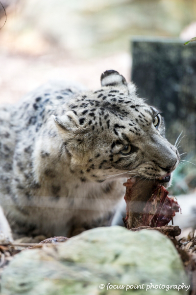 Snow leopard | Project Noah