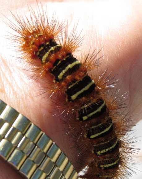 Echo Moth Caterpillar | Project Noah
