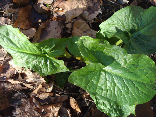 Wild Arum / Pjegasti kozlac | Project Noah