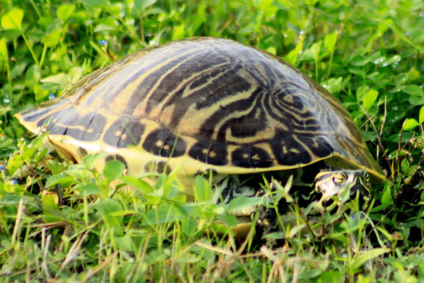 Peninsula Cooter Turtle | Project Noah