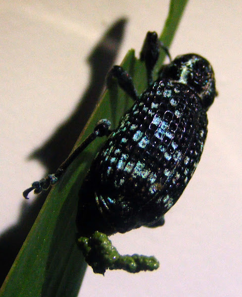 Botany Bay Diamond Weevil | Project Noah