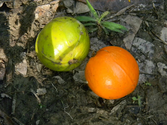 rainforest fruit tree | Project Noah