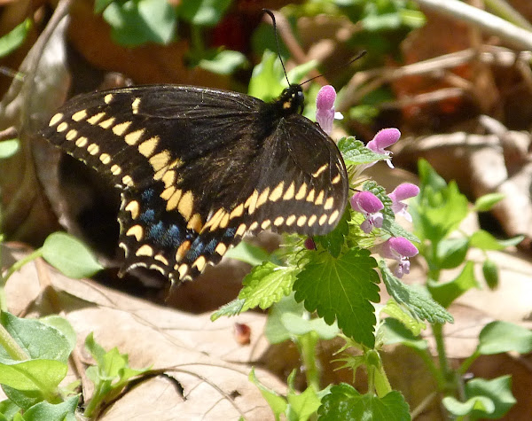 Black swallowtail (male) | Project Noah