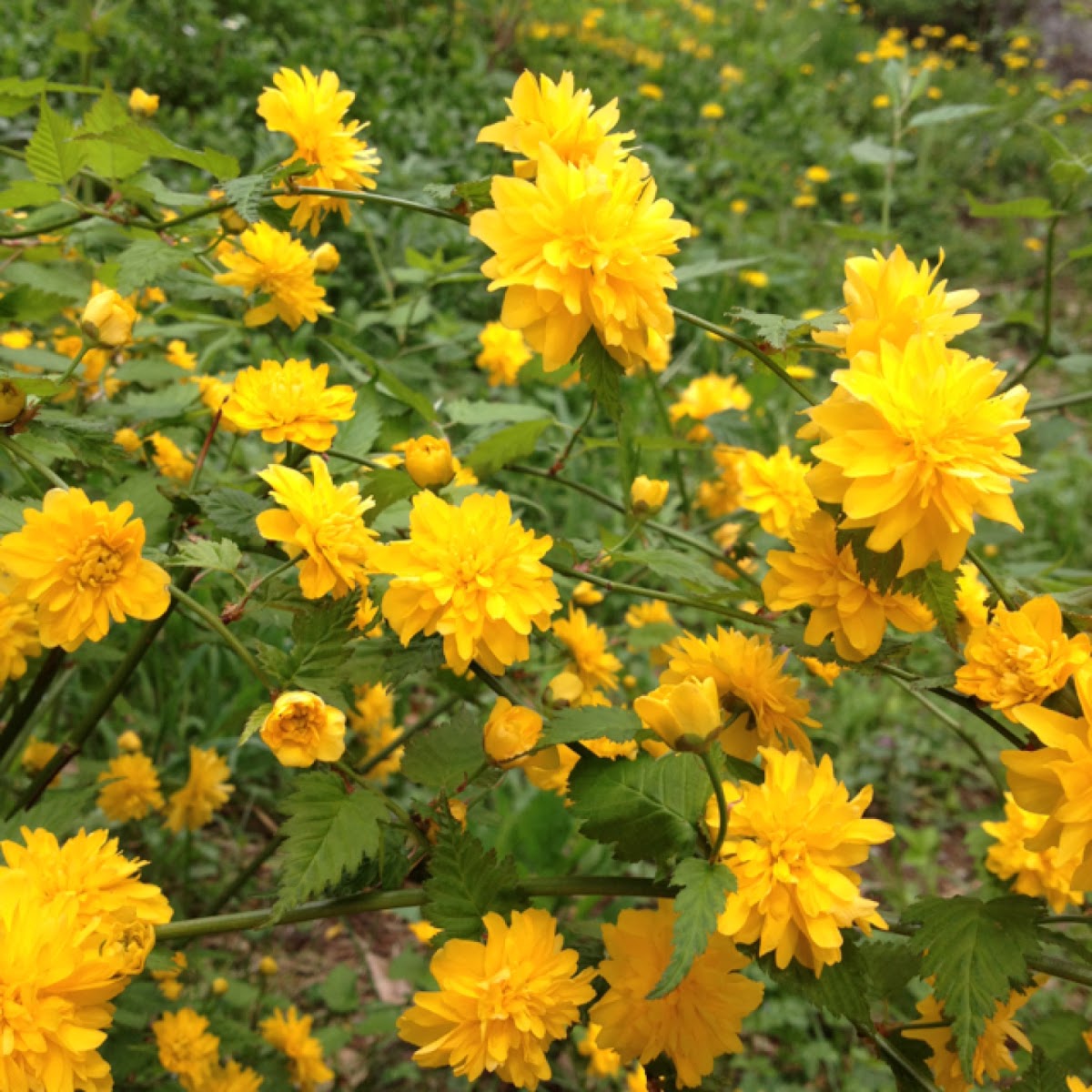 Kerria | Project Noah