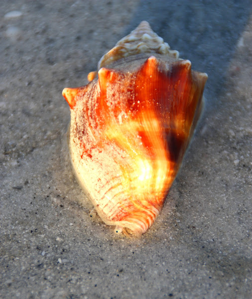 Florida Fighting Conch | Project Noah