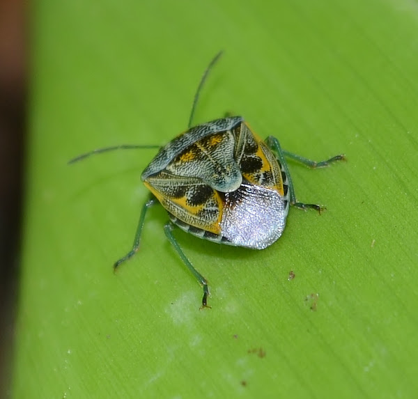 Antestia Bug | Project Noah