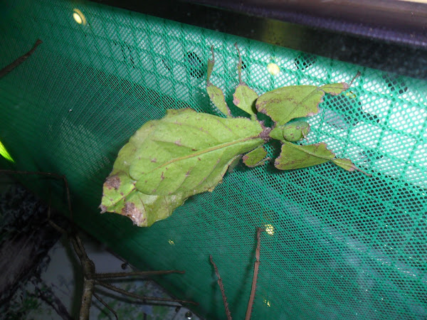 Leaf Insect | Project Noah