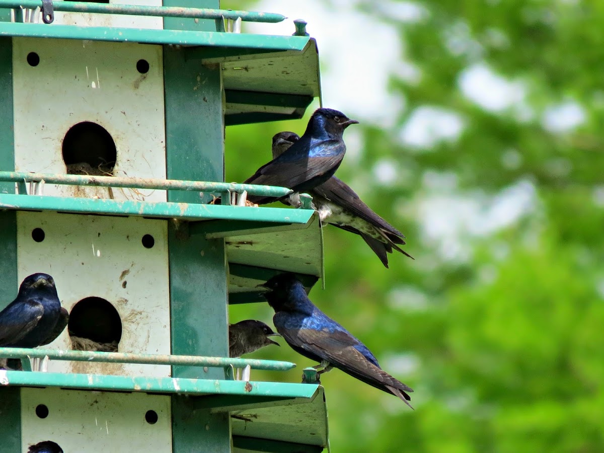 Purple Martin | Project Noah