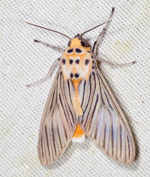 Arctiine Moth | Project Noah