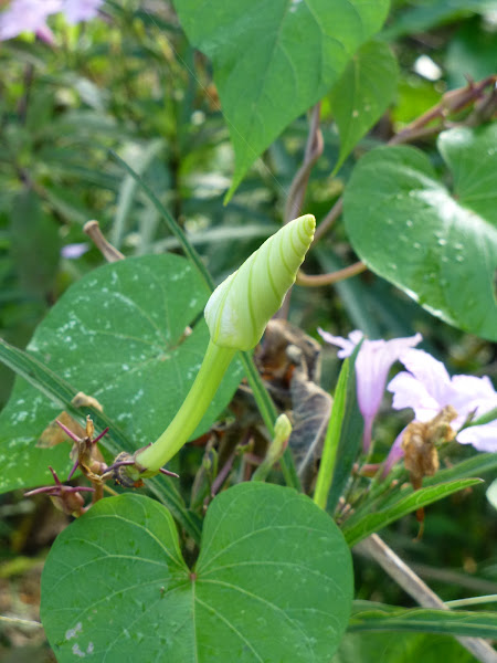 Clove Bean | Project Noah