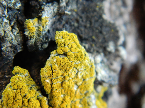 Lemon Lichen | Project Noah