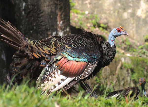 Ocellated Turkey | Project Noah