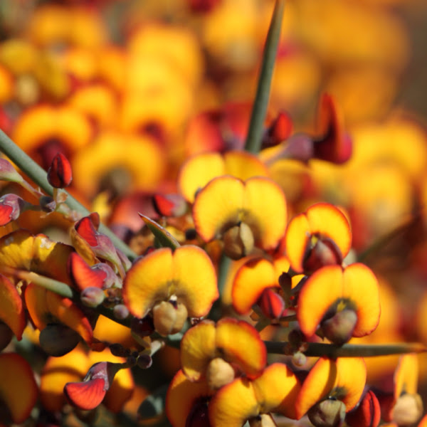 Prickly Bitter Pea | Project Noah