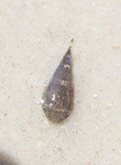 Skilletfish | Project Noah