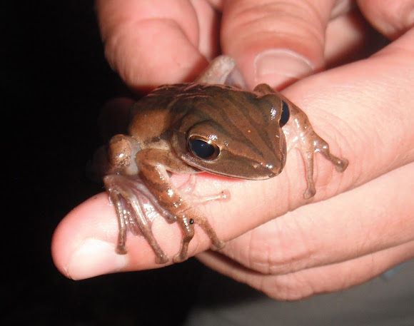 Striped Asian Tree Frog | Project Noah