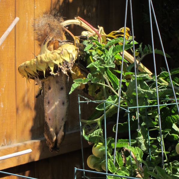 Acrobatic Fox Squirrel eating sunflower seeds | Project Noah
