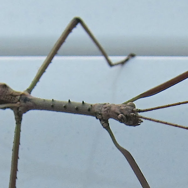 Tessellated Stick Insect (male) | Project Noah