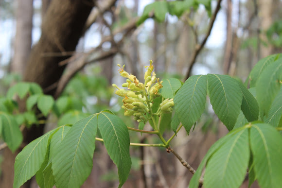 Painted Buckeye | Project Noah