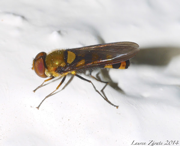 Flower Fly | Project Noah