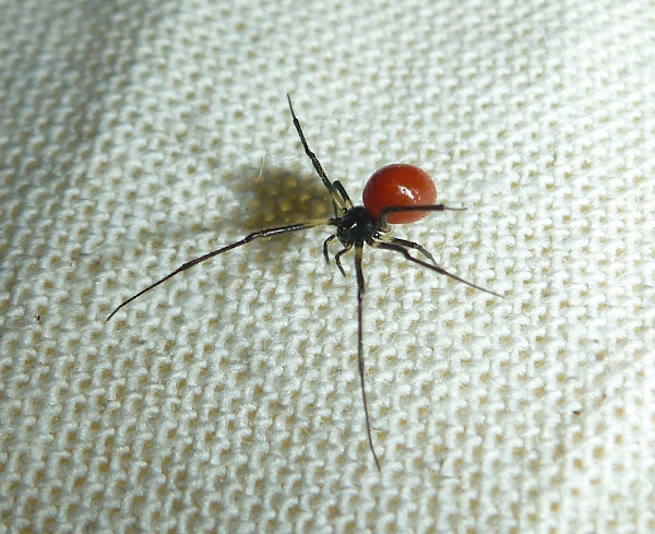 Theridiid Spider | Project Noah