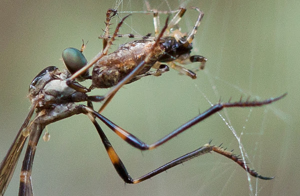 Wasp Mimic Robber fly feeding | Project Noah