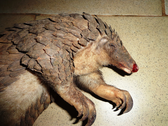 Tree pangolin | Project Noah